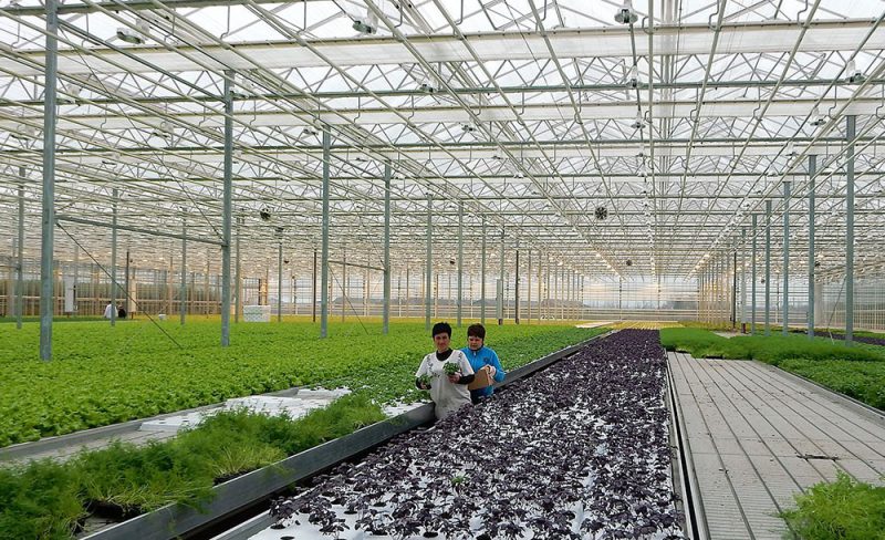 Greenhouse projects – Agrowtec